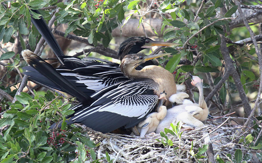 AN1 Anhinga Family In Nest Photograph by Judy Syring - Fine Art America