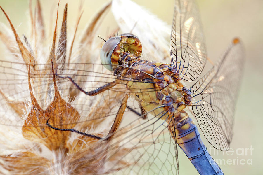 Anisoptera Photograph by Science Photo Library - Pixels