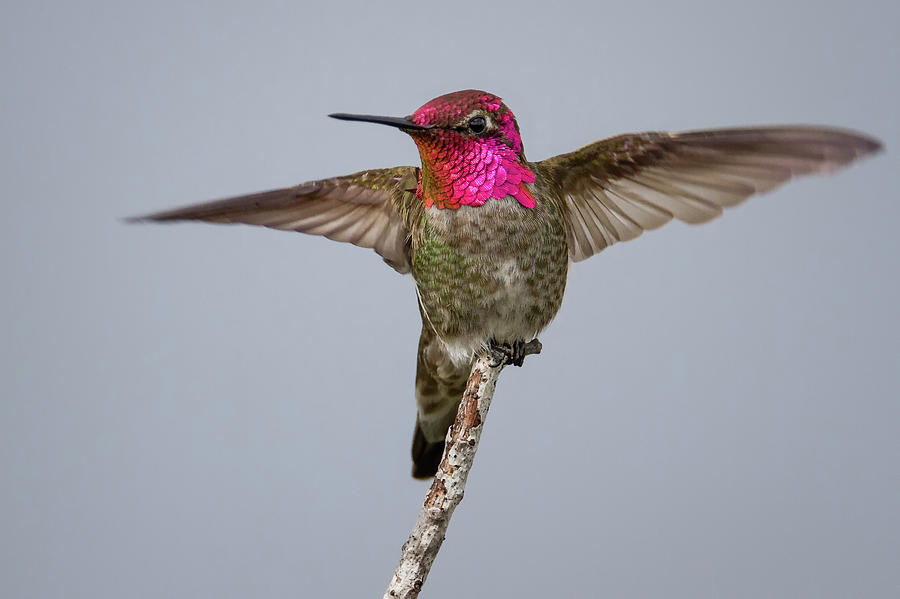Annas Hummingbird by Mallardg500