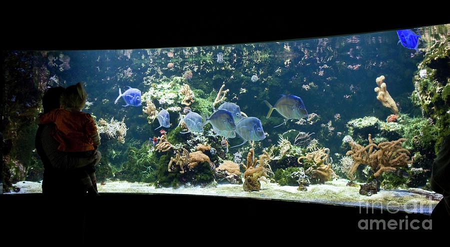 Aquarium by Science Photo Library