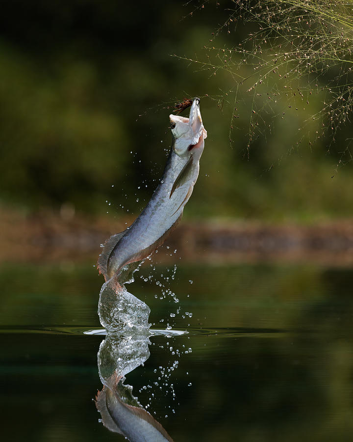 Arowana Catching An Insect Photograph by Lisdiyanto Suhardjo | Pixels