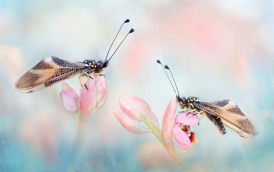 Ascalaphus Photograph by Carlos Barriuso - Fine Art America