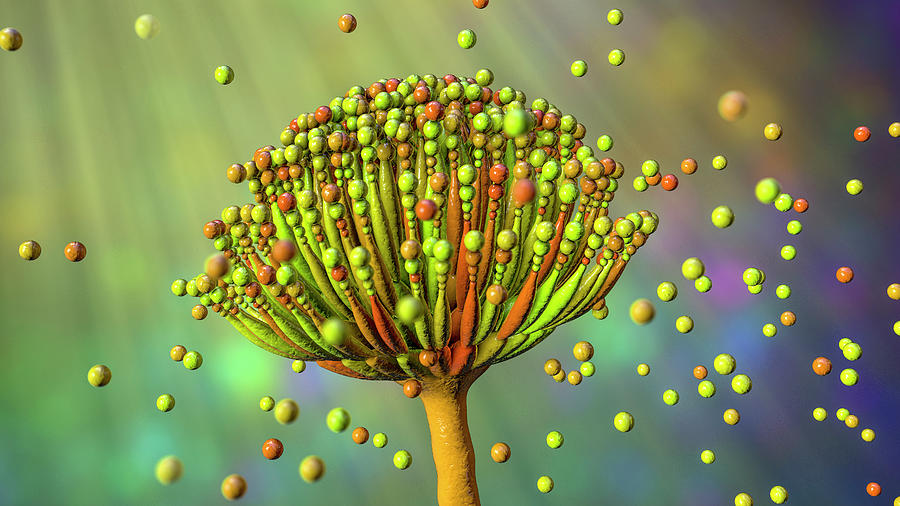 Aspergillus Fungus Computer Photograph By Kateryna Kon Fine Art America
