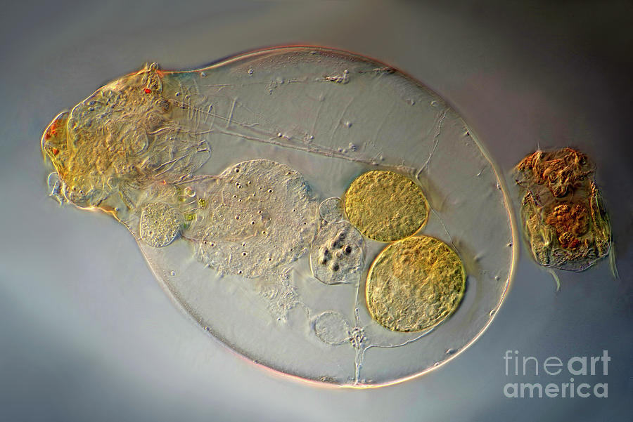 Asplanchna And Polyarthra Rotifers by Marek Mis / Science Photo Library