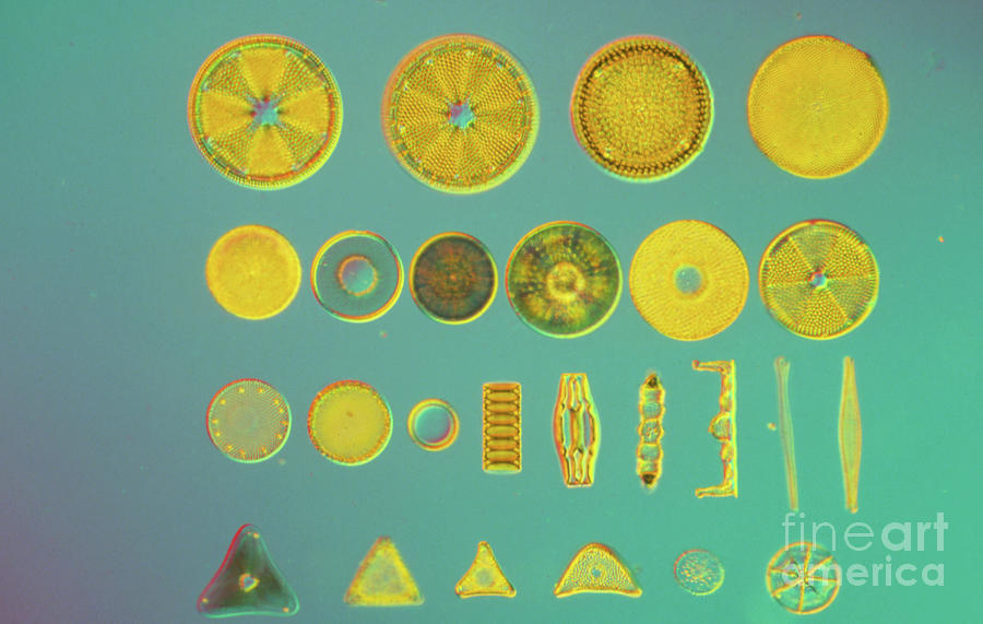 Assortment Of Fossil Diatoms Photograph by Astrid & Hanns-frieder Michler/science Photo Library ...