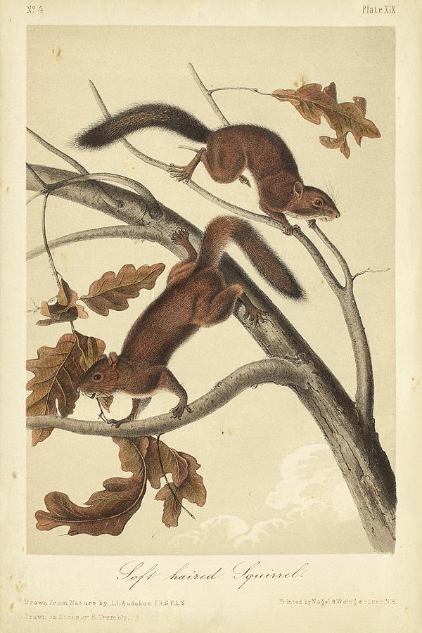 Audubon Squirrel IIi Painting by John James Audubon - Fine Art America