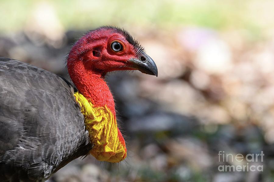 Australian Brushturkey Photograph by Science Photo Library - Pixels Merch