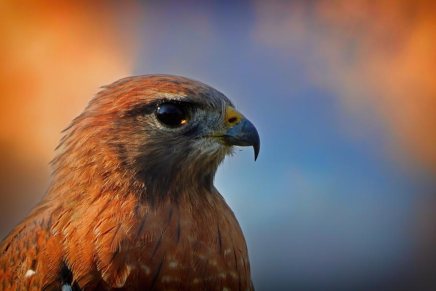 Baby Hawk Photograph by Strelok - Fine Art America