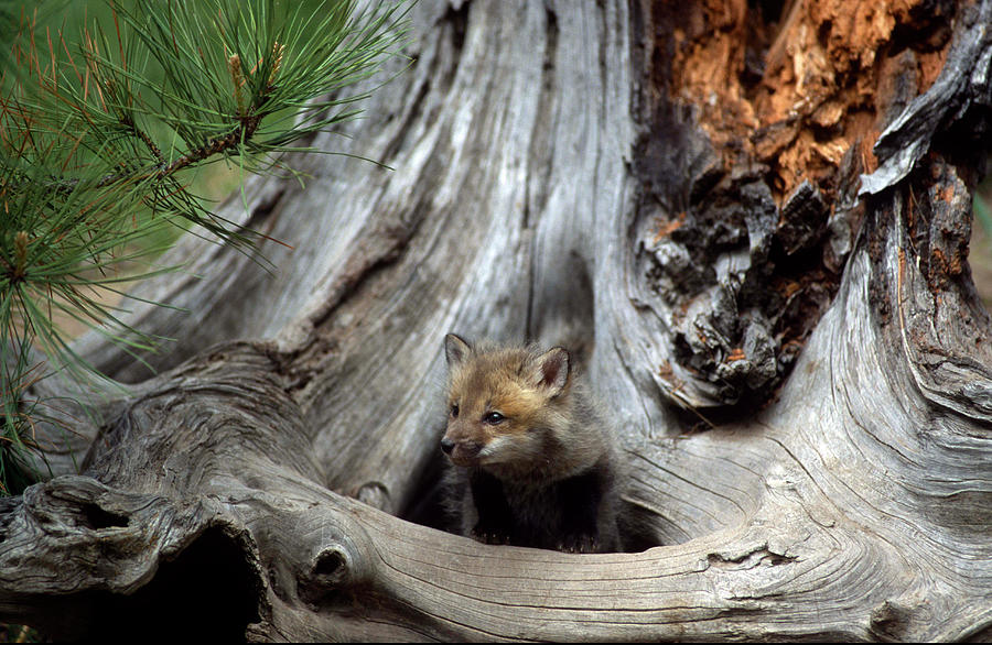 Baby red red fox in a dead tree - ANIM460 00203 Photograph by Kevin Russell - Pixels