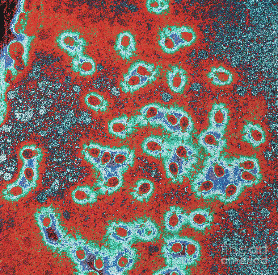 Bacteriophage Viruses Photograph by Geoff Tompkinson/science Photo Library - Fine Art America