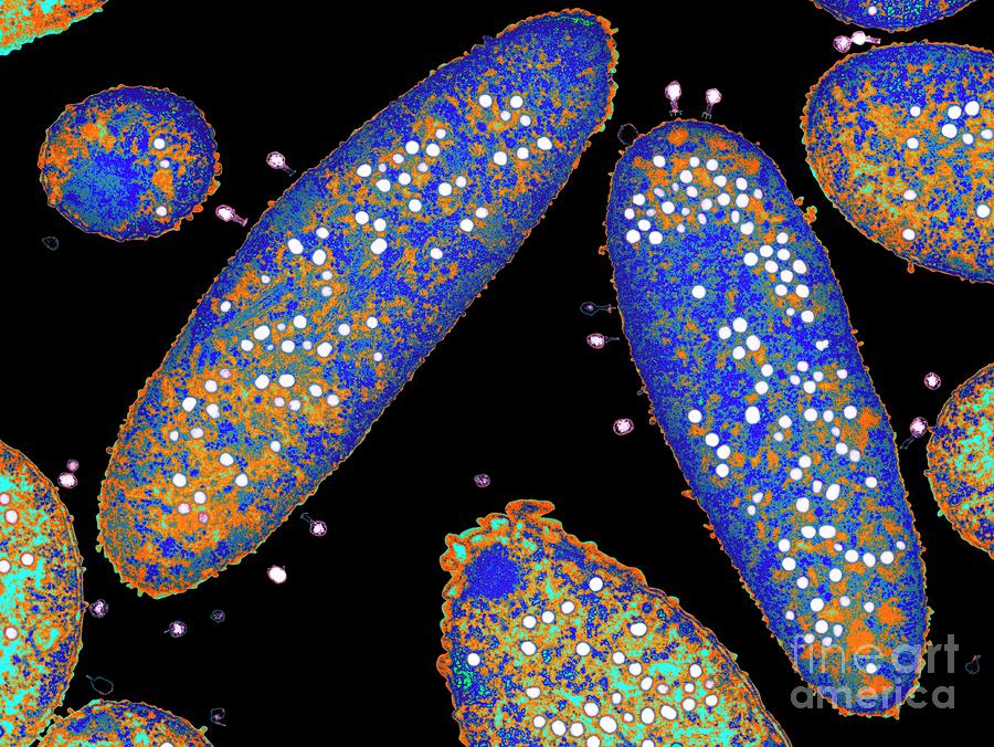 Bacteriophages Infecting E.coli Cells by Science Photo Library