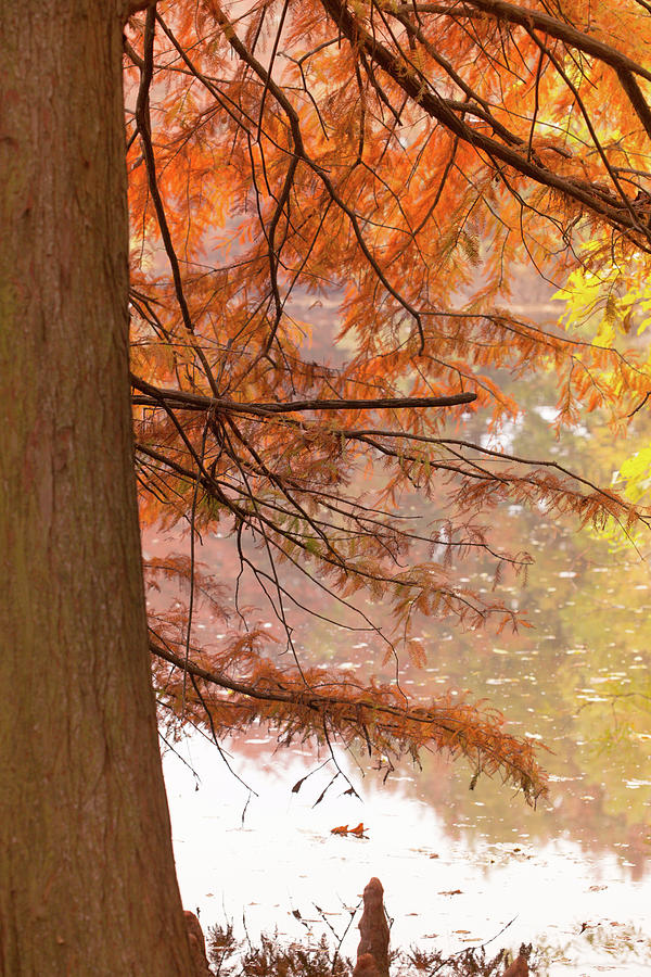 Bald Cypress Tree in Autumn II Photograph by AH Travel Photography - Pixels