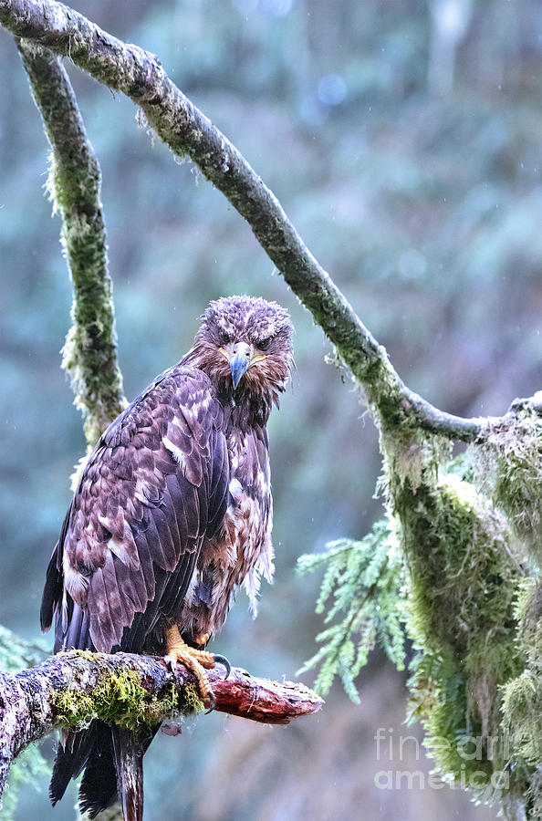 Bald Eagle 6. Photograph by Alex Preiss | Fine Art America