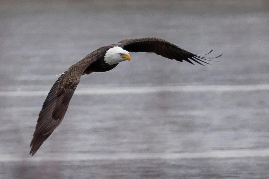 Bald Eagle flying low Photograph by Dan Ferrin - Fine Art America
