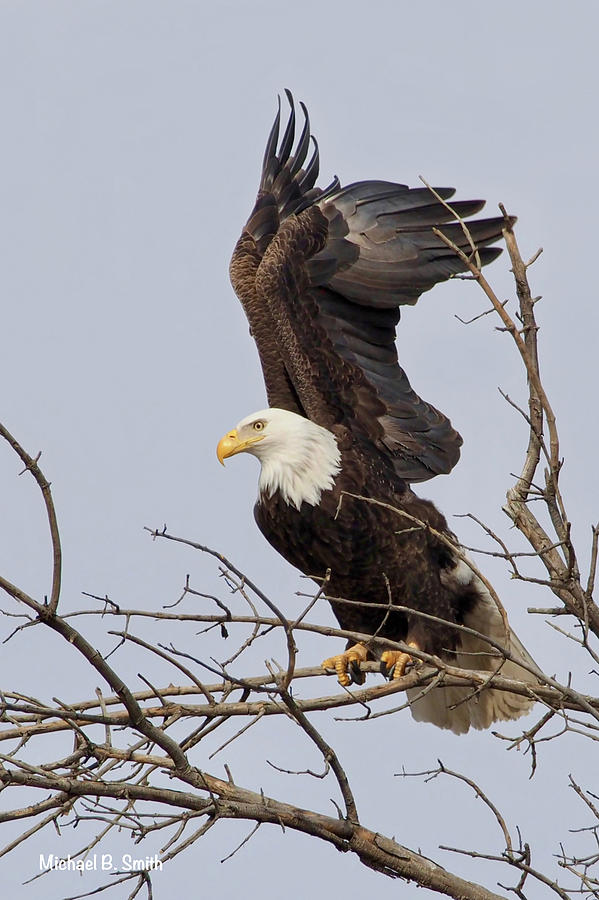 Bald Eagle - Getting Ready Photograph by Michael B Smith - Pixels