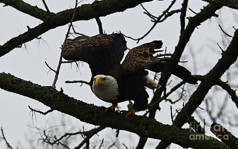 Bald Eagle Taking Flight Photograph by Deanna Cagle - Fine Art America