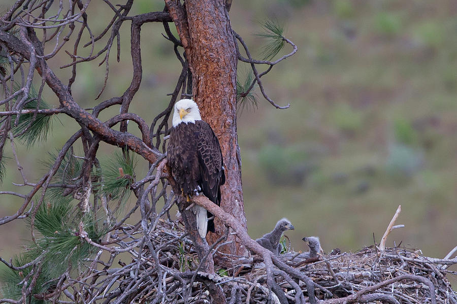 Bald Eagle with Eaglets Photograph by Glenn Lahde - Fine Art America