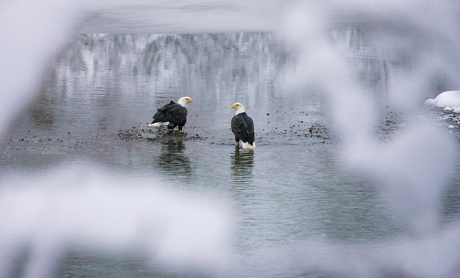 Bald Eagles On The River In The Forest Photograph by Keren Su - Fine ...