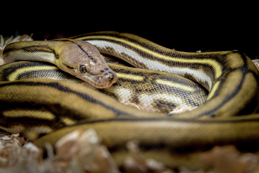 Ball Python Photograph by Danny Pugh | Fine Art America