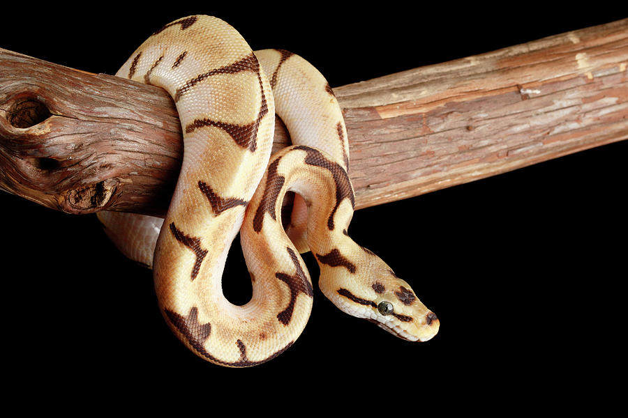Ball Python Morph On Branch Photograph by David Kenny | Pixels