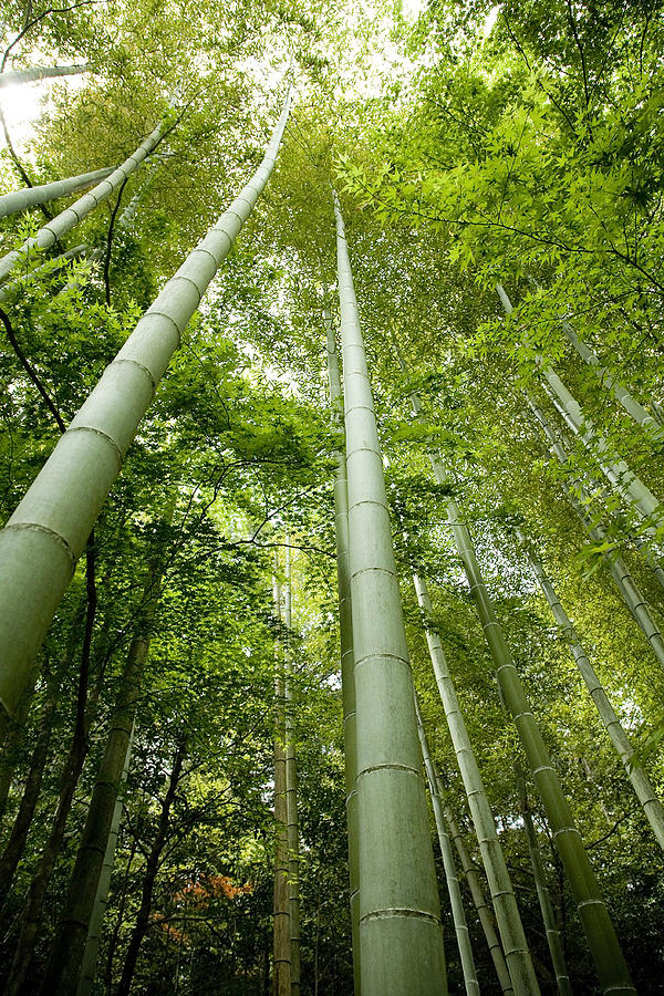 Bamboo Tree Photograph by Hideki Yokota - Pixels