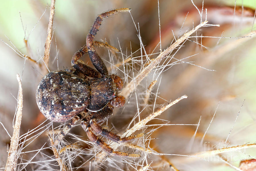 Bark Crab Spider Photograph By Ozgur Kerem Bulurscience Photo Library Fine Art America