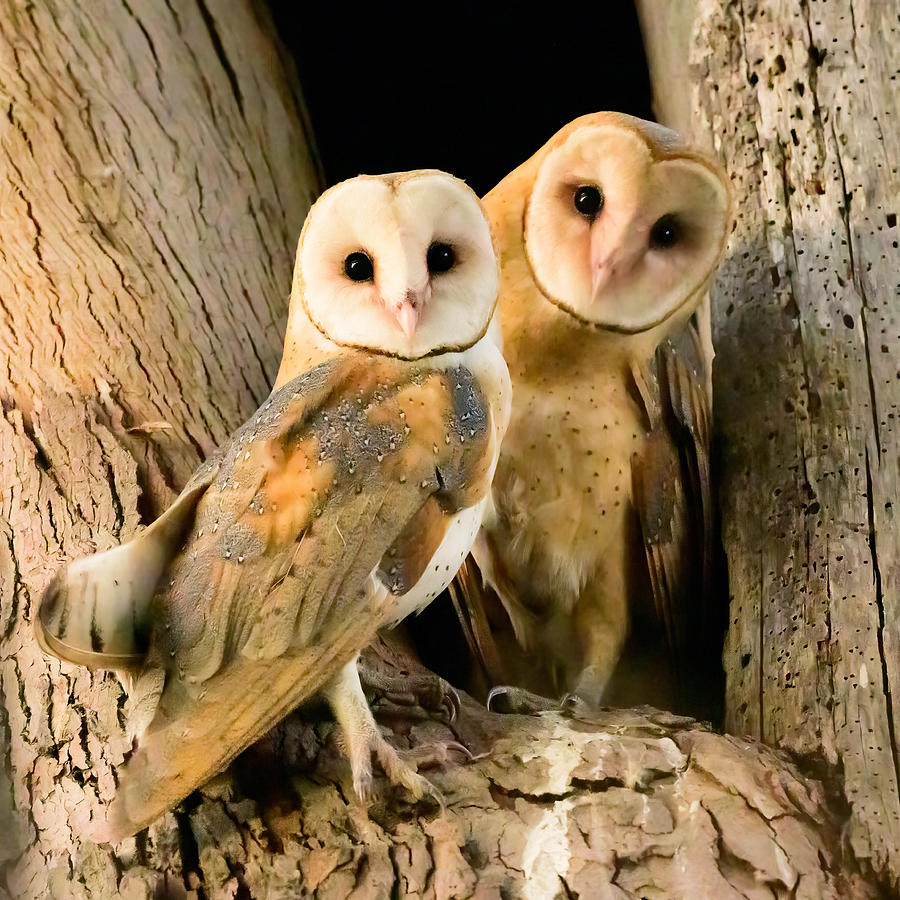 Barn Owl Couple Photograph by Moses Wang - Fine Art America