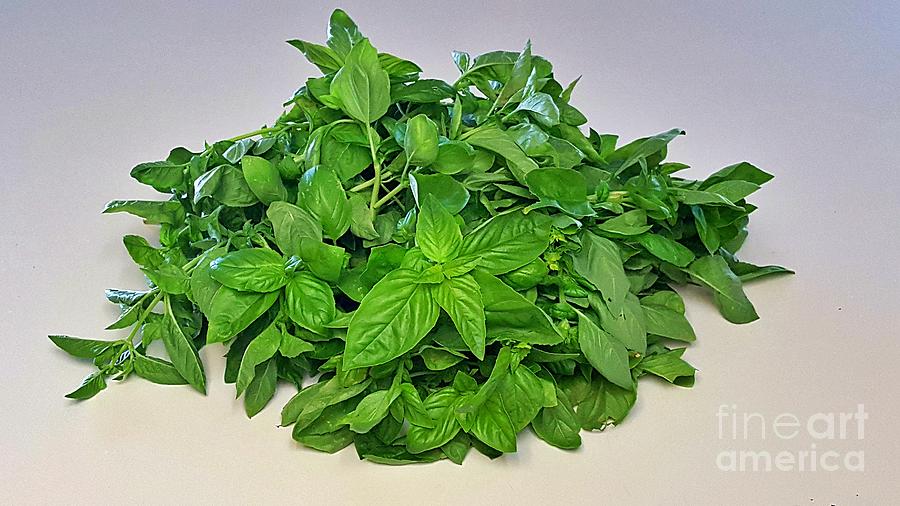 Basil Photograph by Stacey Brooks - Fine Art America