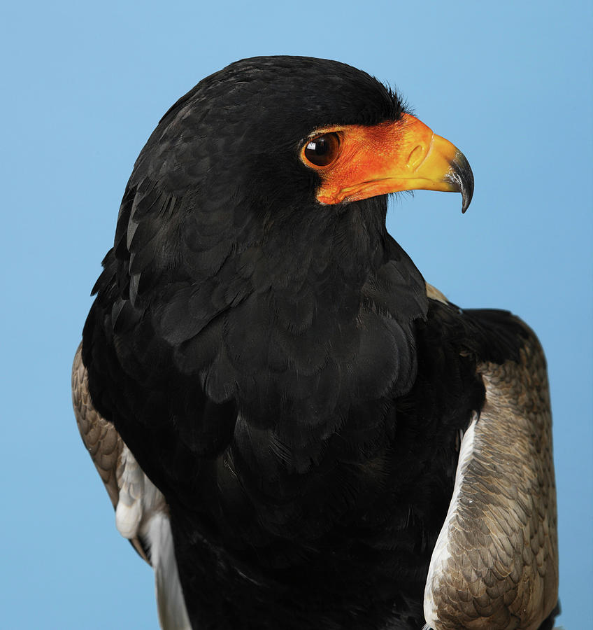Bateleur Eagle Digital Art by Simon Murrell - Fine Art America