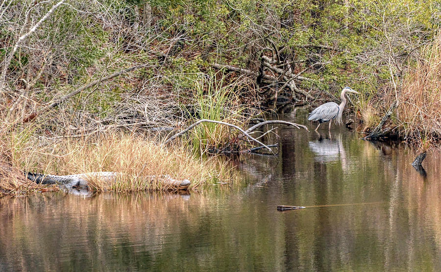 Bayou Buddies Photograph by Sheila Faryna - Fine Art America