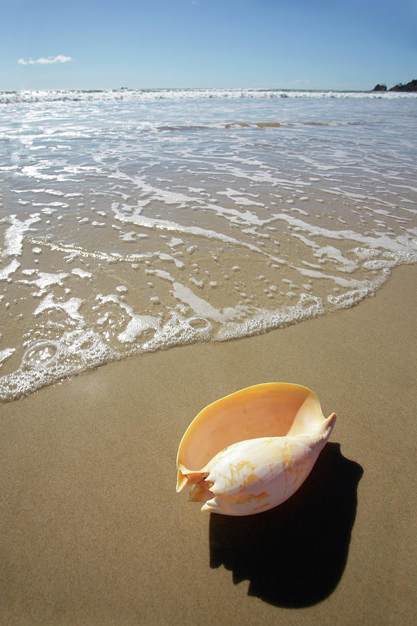 Beach Shell by Davidf