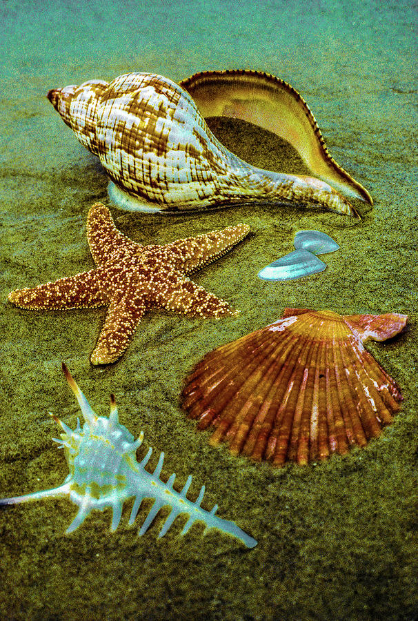 Beach shells Photograph by Daniel Richards - Fine Art America