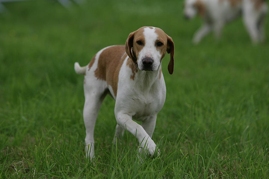 Beagle 30 Photograph by Bob Langrish
