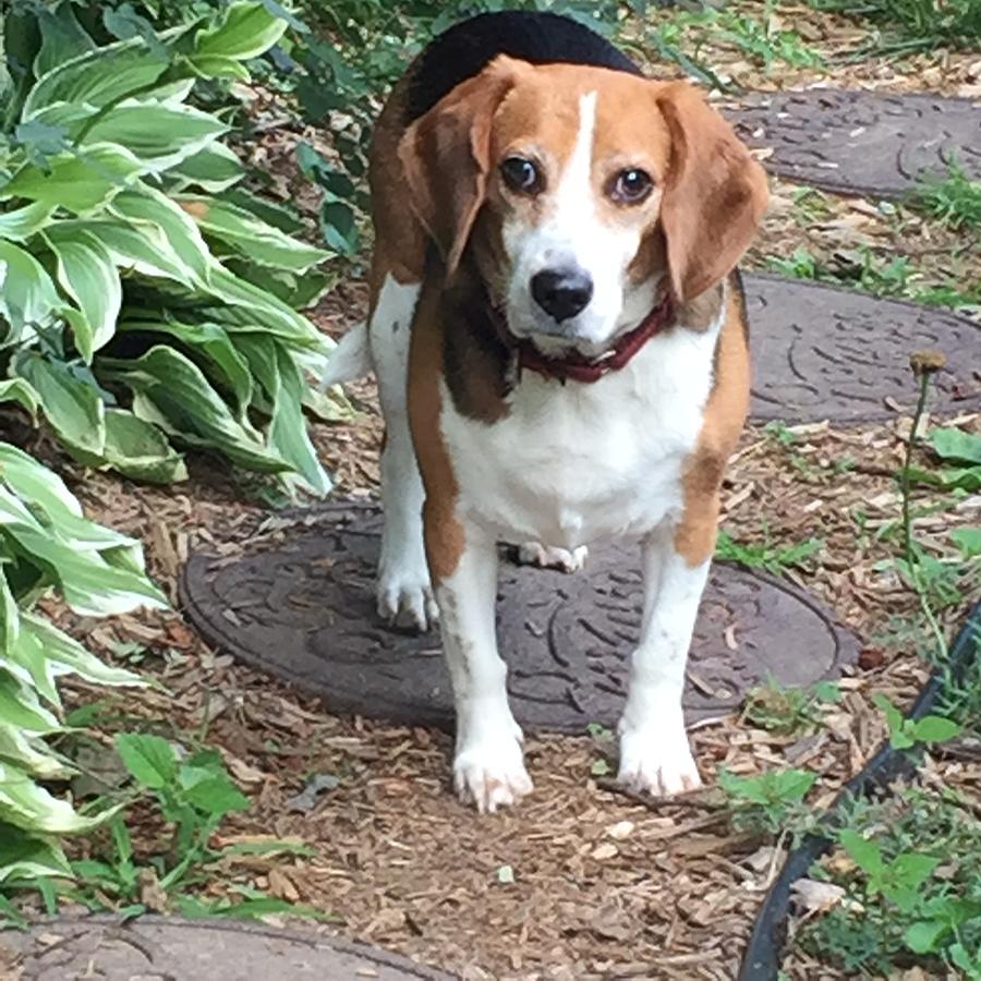 Beagle Pose Photograph by Kathy Bateman | Fine Art America