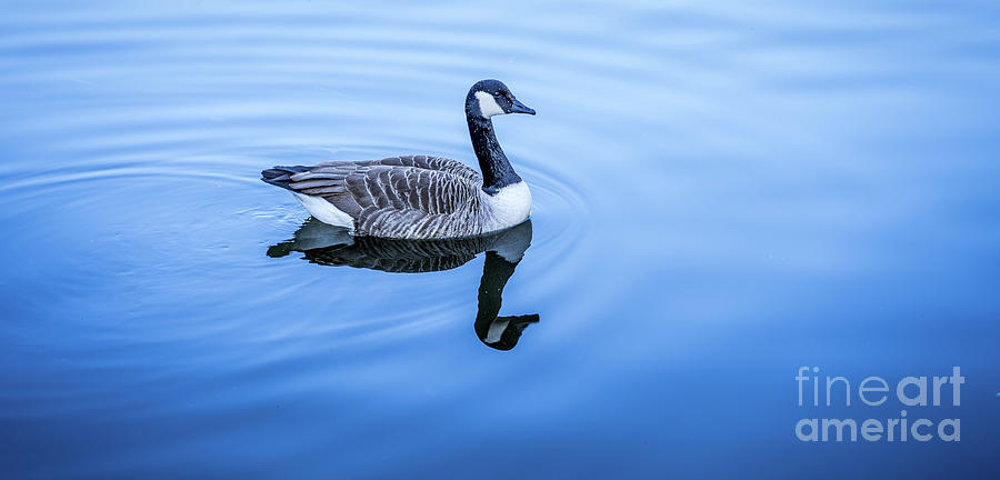 Beautiful canadian goose Photograph by Kayode Fashola - Fine Art America