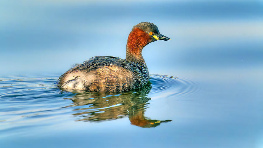 Beautiful Grebe Photograph by Samir Sachdeva - Fine Art America