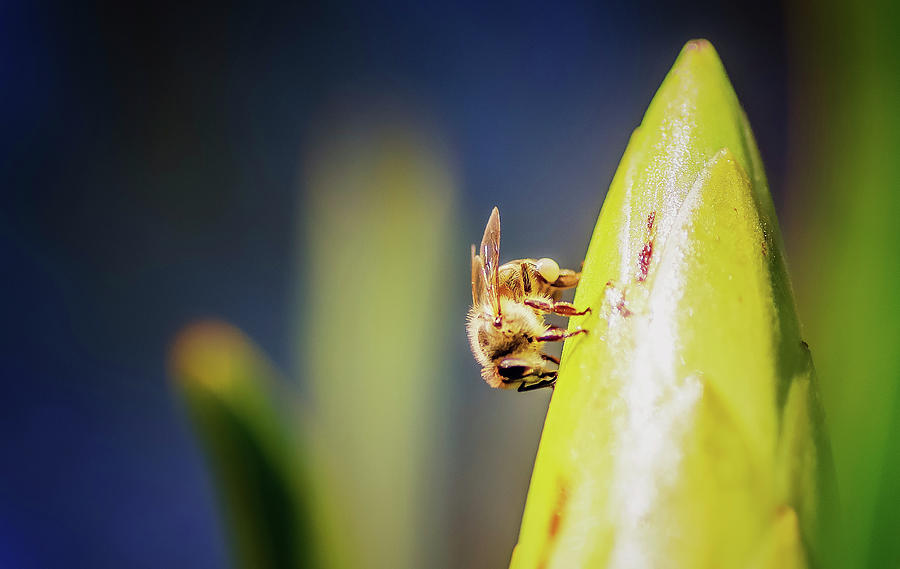 Bee On Protea Photograph by Pixie Pics | Pixels