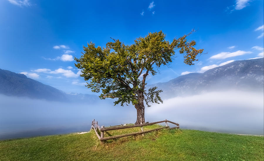Beech Tree Photograph by Bor - Pixels