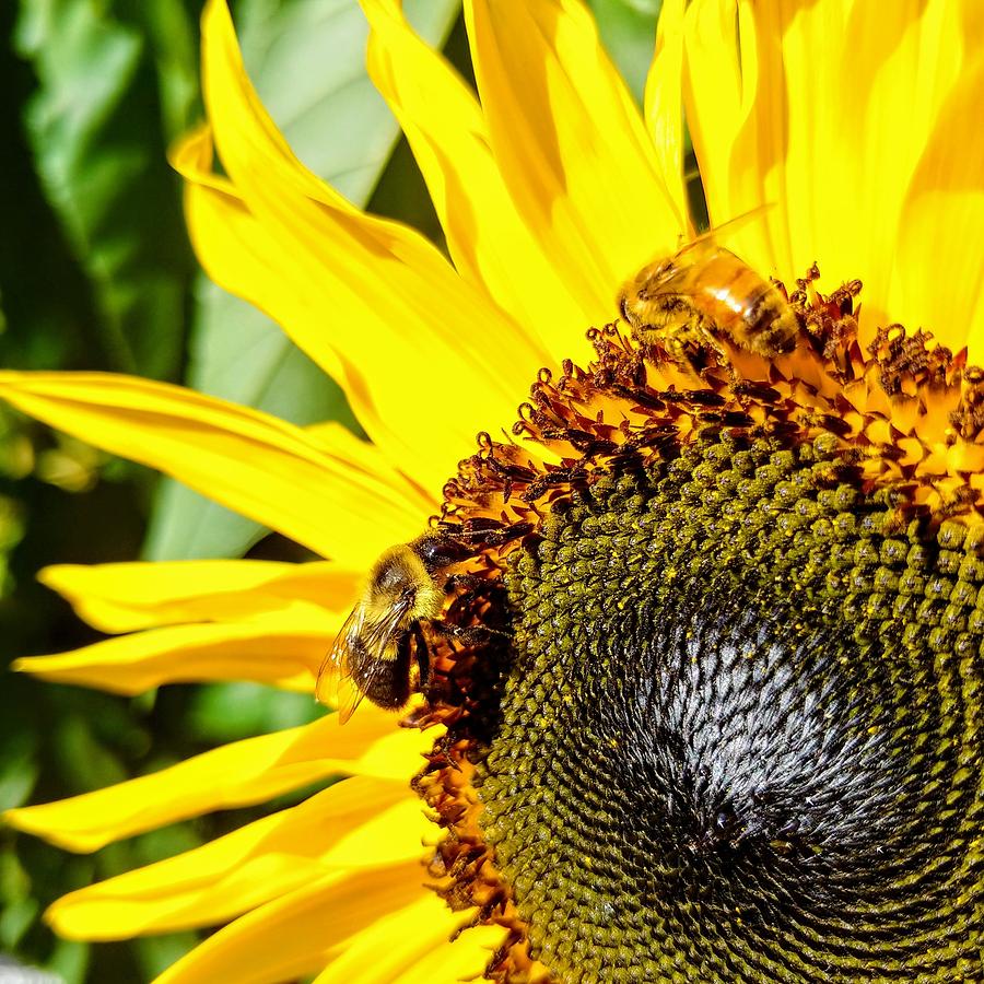 Bees Working Hard Photograph by Darrell MacIver - Fine Art America
