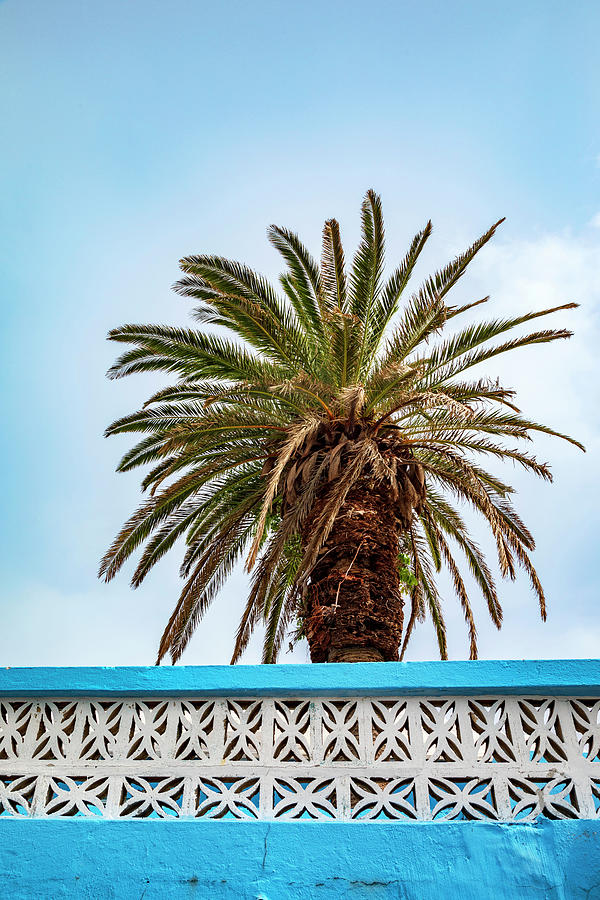 Bermuda, Saint George, Palm Tree Behind Colorful Wall Digital Art by ... Bermuda, Saint George, Palm Tree Behind Colorful Wall Digital Art by ...