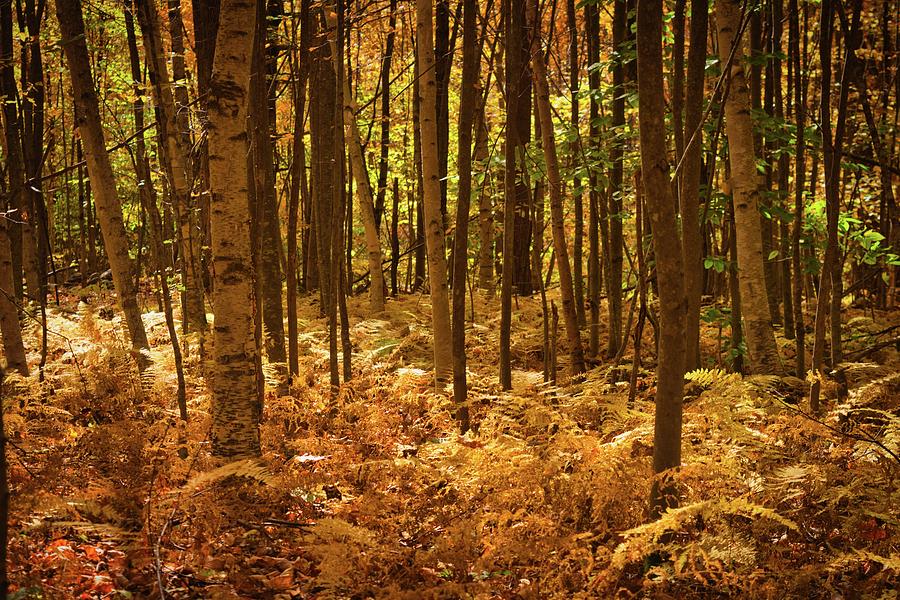 Birches and Ferns Photograph by Chris Washburn - Fine Art America