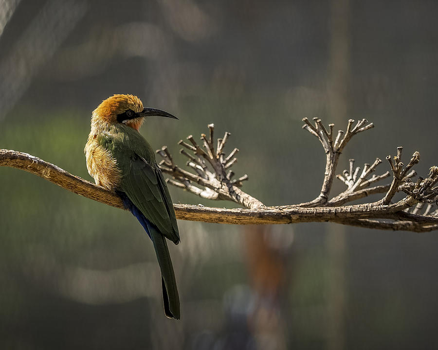 Bird On A Stick Photograph By Kay Wilson Fine Art America