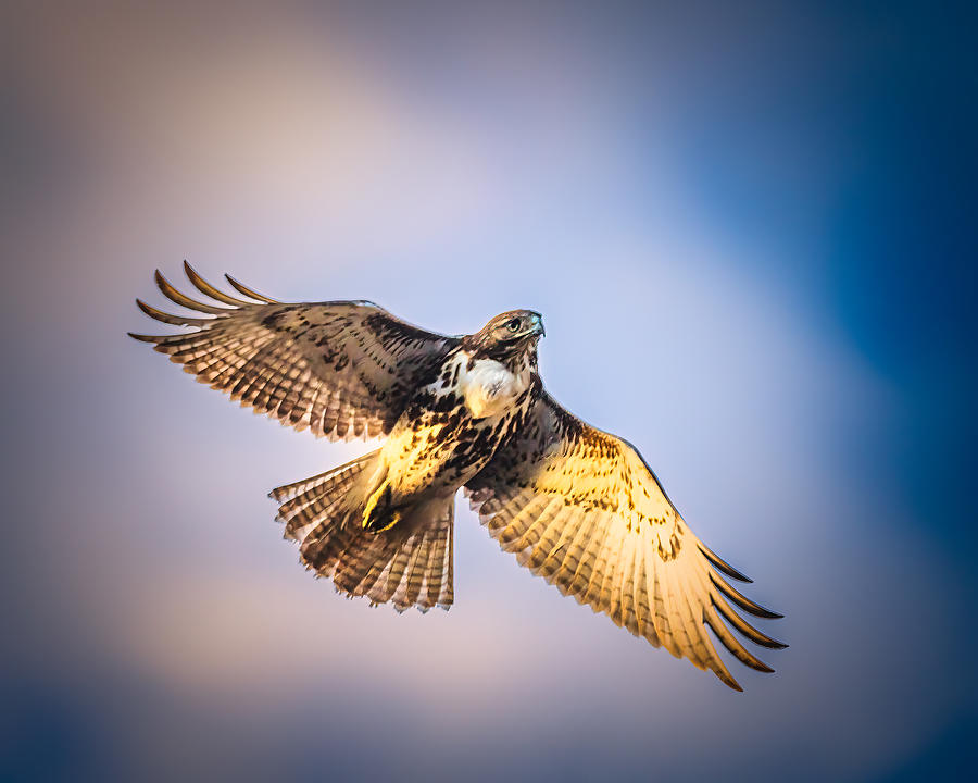 Bird - Red Tailed Hawk Photograph by Xiao Cai - Fine Art America