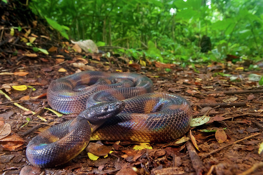 Bismarck Ringed Python, New Britain, Papua New Guinea Photograph by ...