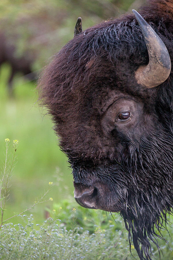 Bison Portrait Photograph by Thomas Elsnab - Pixels