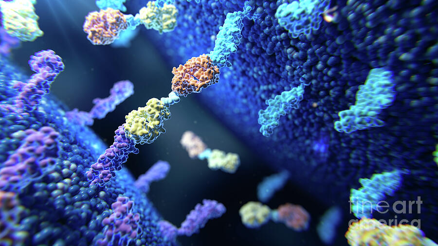 Bispecific T Cell Engager Protein by Thom Leach / Science Photo Library