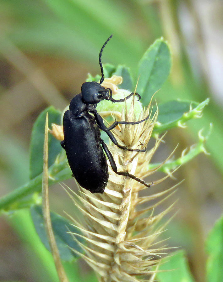 Black bug Photograph by Chad Vidas - Fine Art America