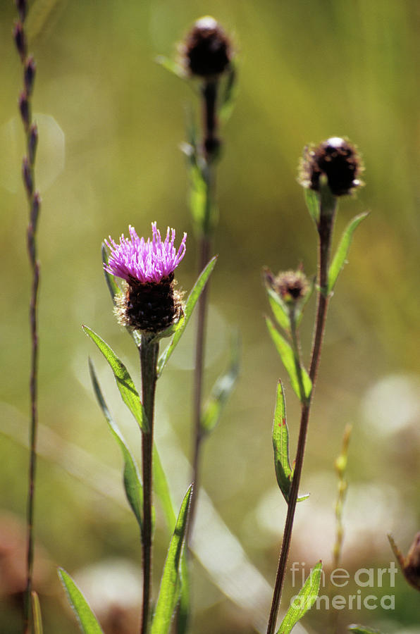 Black Knapweed Flower by Science Photo Library
