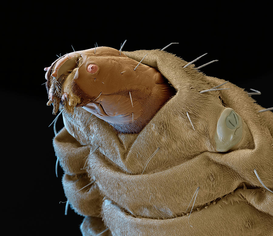 Black Soldier Fly Larva, Sem Photograph by Eye Of Science - Fine Art ...