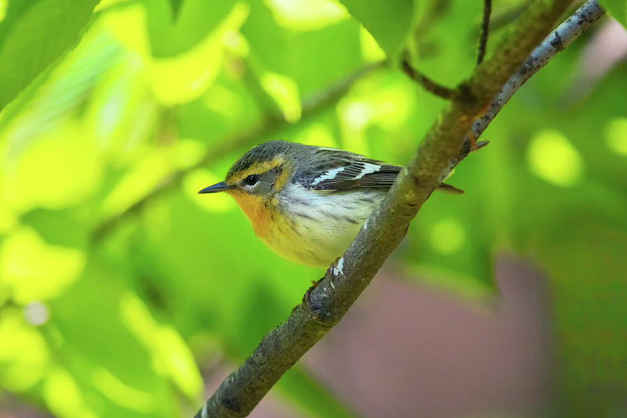 Blackburnian Warbler, Dendroica Fusca Photograph by James Zipp - Fine ...